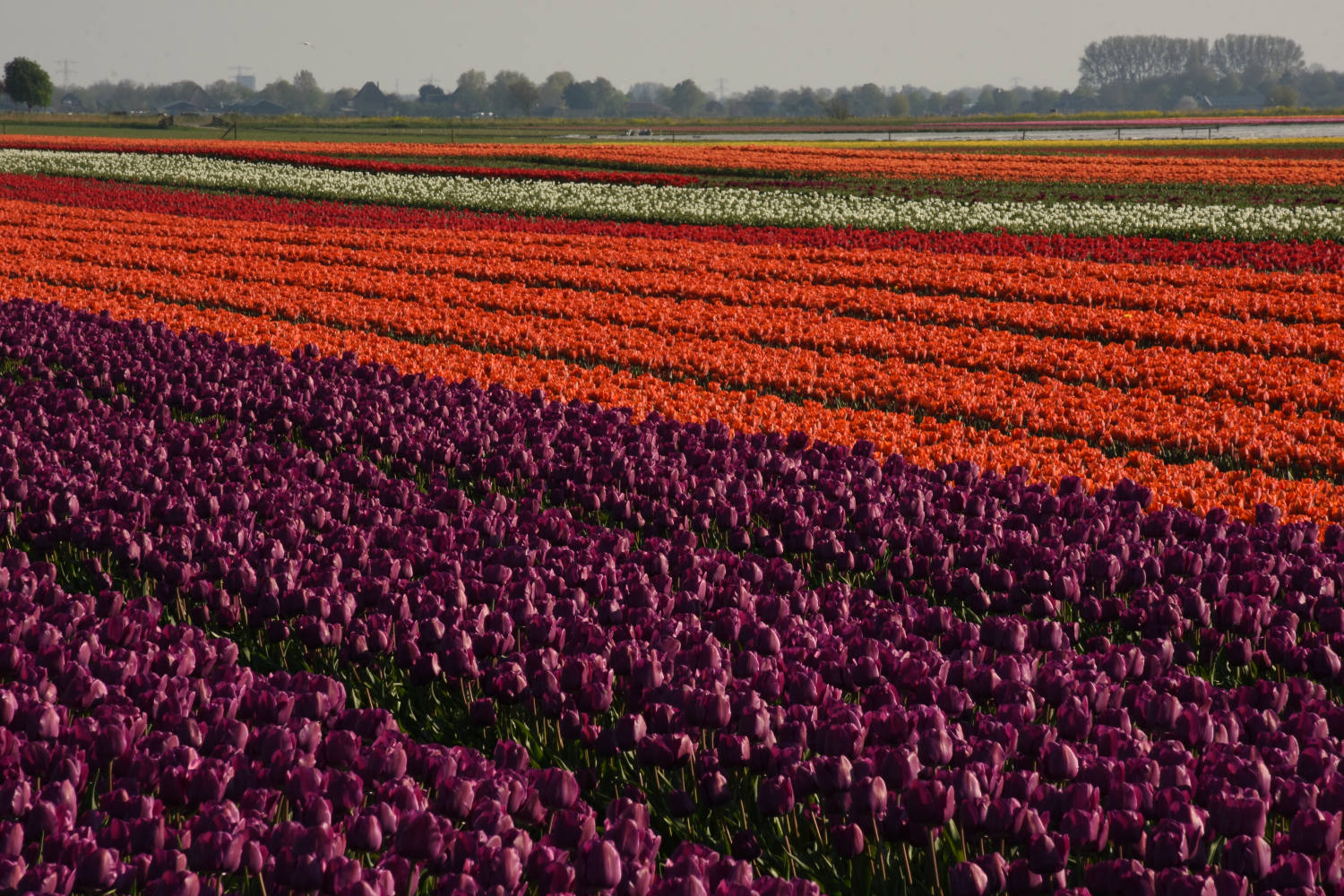 Tulpen velden – Melchiorhoeve